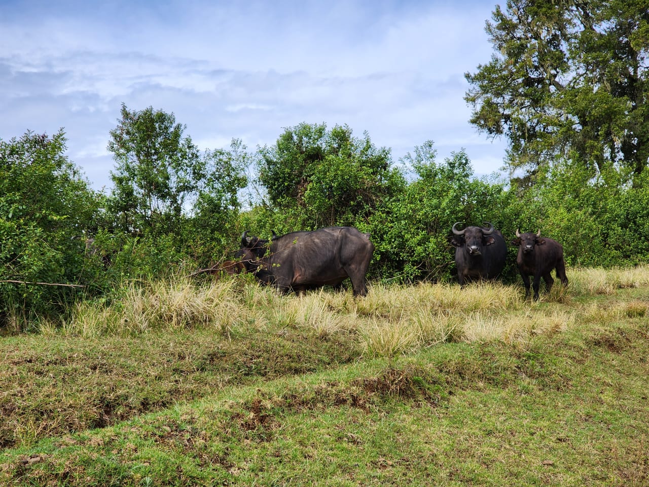 Mt Kenya Summit: Hiking Through Sirimon Gate to Lenana Peak