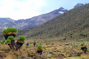 Mt Kenya Summit: Hiking Through Sirimon Gate to Lenana Peak
